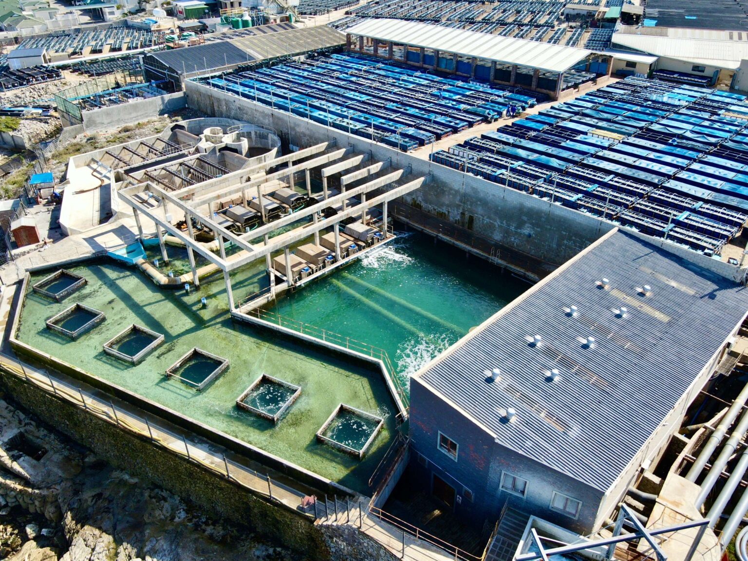 CSIR creates tool to help abalone farmers detect harmful algae | Inside ...